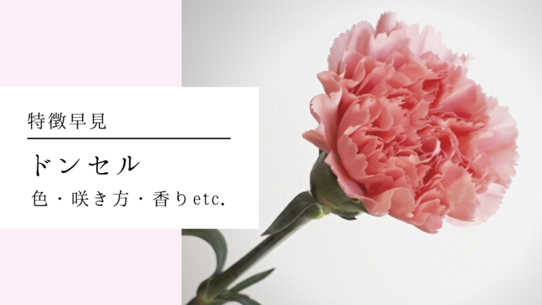 カーネーション「ドンセル」特徴や水揚げ方法・花言葉を解説｜Bloom Note（ブルームノート
