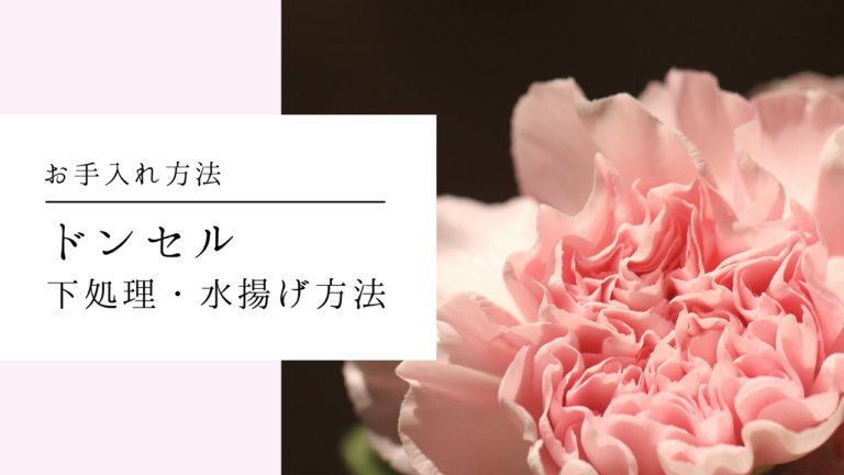 カーネーション「ドンセル」特徴や水揚げ方法・花言葉を解説｜Bloom Note（ブルームノート
