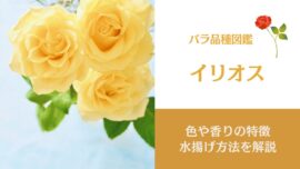 バラ「イリオス」色・香りの特徴や花言葉を解説｜Bloom Note（ブルームノート）