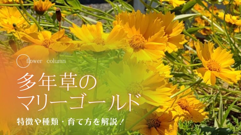 多年草のマリーゴールドの特徴や種類・育て方を解説！｜Bloom Note（ブルームノート）