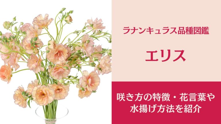 ラナンキュラス「エリス」特徴や水揚げ方法・花言葉を解説｜Bloom Note（ブルームノート）