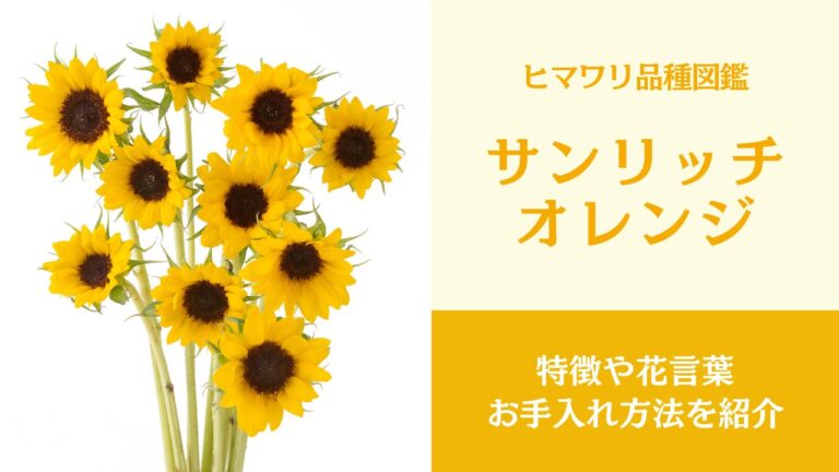 ひまわり「サンリッチオレンジ」の特徴やお手入れ方法・花言葉を紹介｜Bloom Note（ブルームノート）