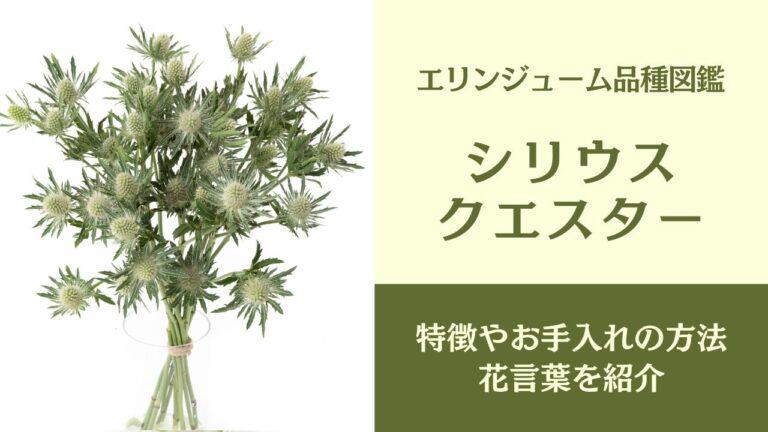 エリンジューム「シリウスクエスター」の特徴やお手入れの方法、花言葉｜Bloom Note（ブルームノート）