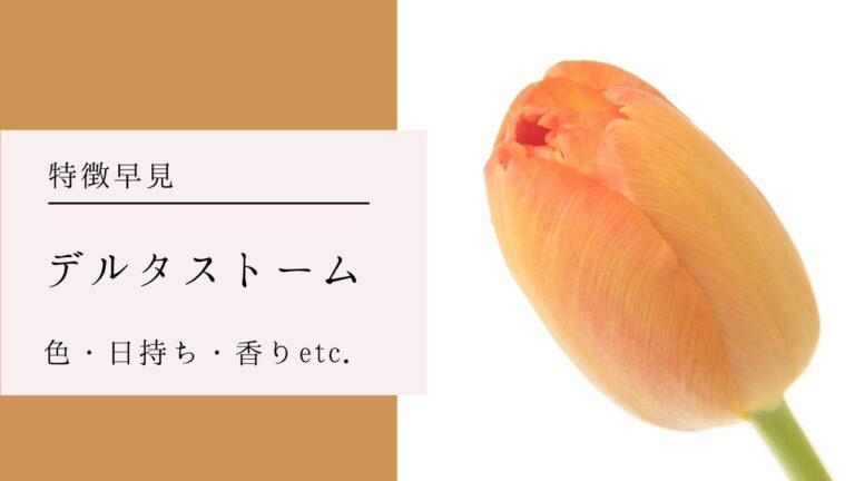 チューリップ「デルタストーム」の色や見た目の特徴、お手入れ方法、花言葉｜Bloom Note（ブルームノート）