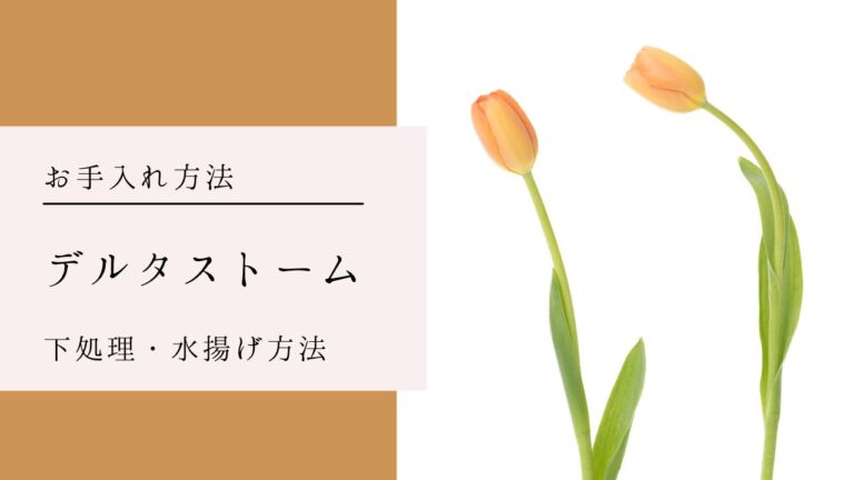 チューリップ「デルタストーム」の色や見た目の特徴、お手入れ方法、花言葉｜Bloom Note（ブルームノート）